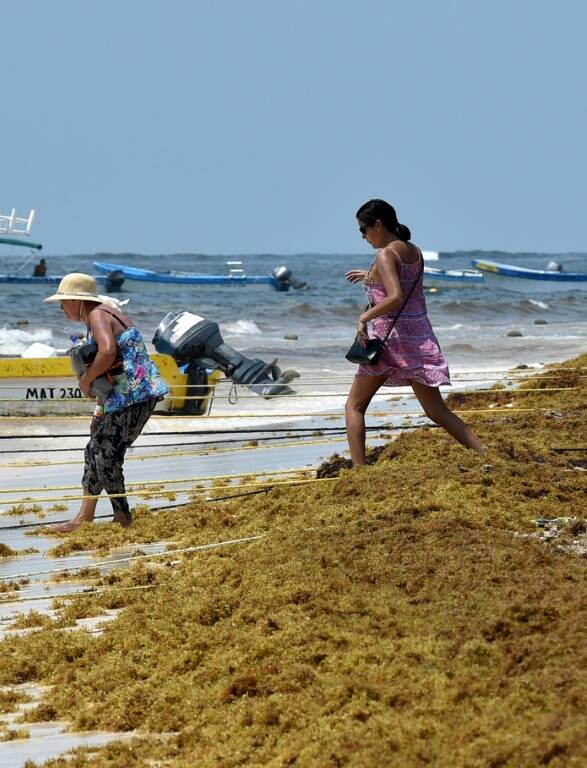 El sargazo, plaga que amenaza la onírica belleza del Caribe mexicano El sargazo, plaga que amenaza la onírica belleza del Caribe mexicano