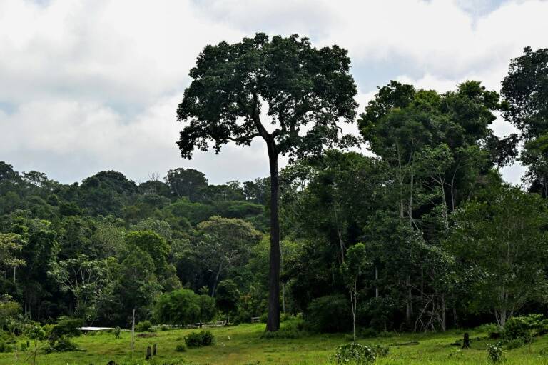 La castaña o nuez amazónica, la otra víctima de la deforestación en Bolivia